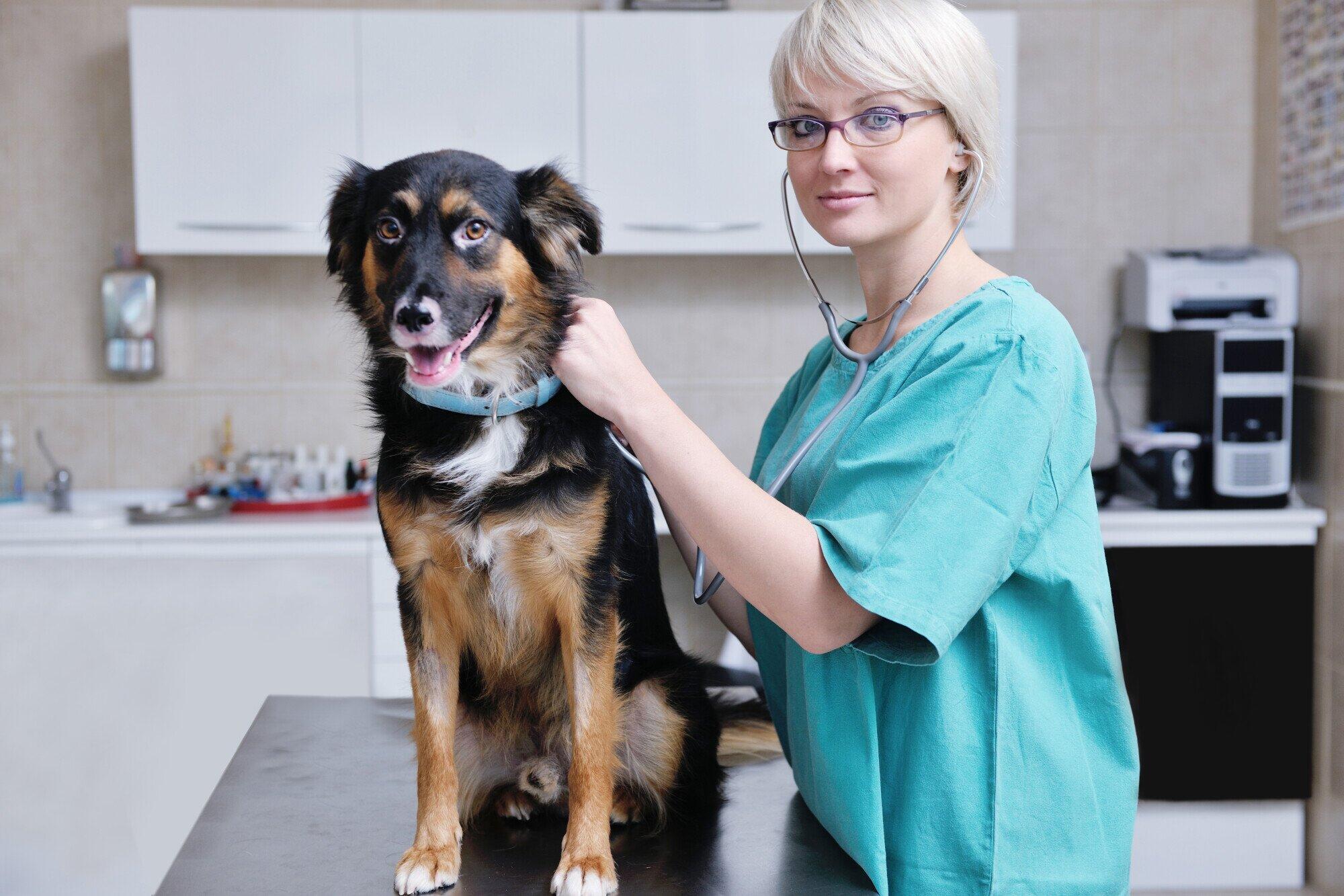 What to Expect from Mobile and Emergency Animal Care Services